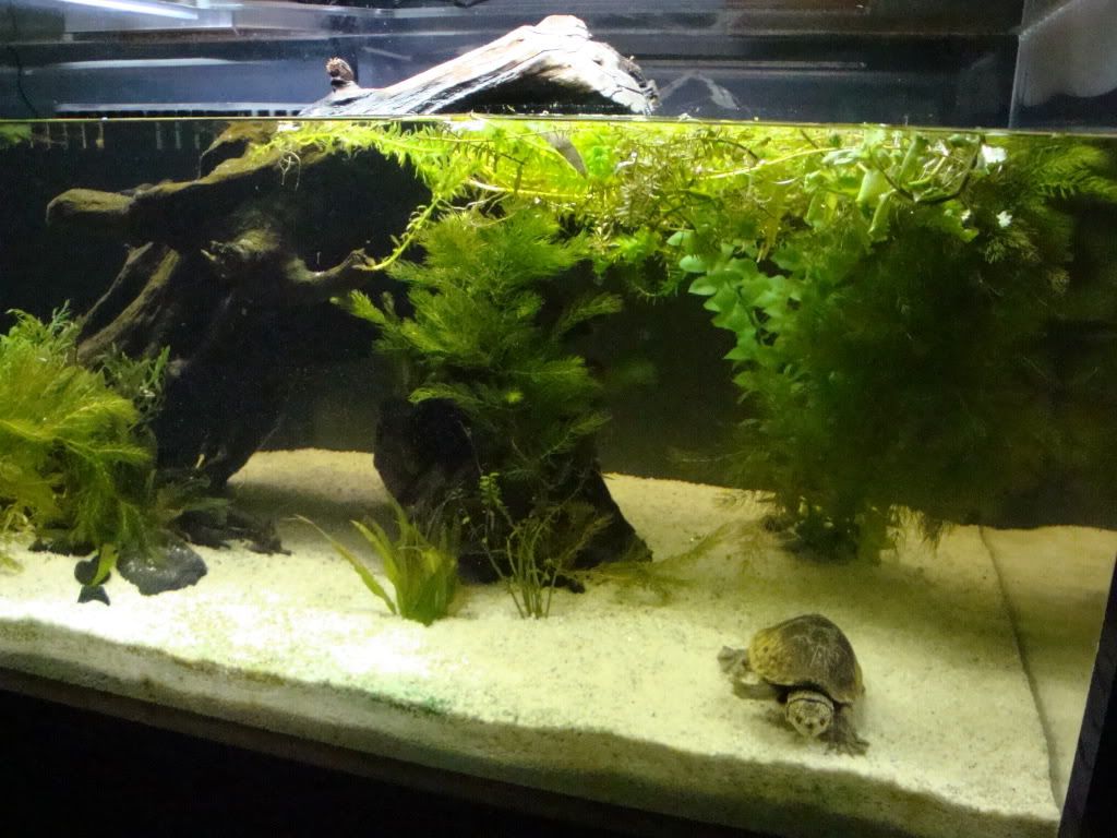 New (Stinkpot Musk) Turtle owner - need tank design/setup ideas - Habitats and Equipment ...